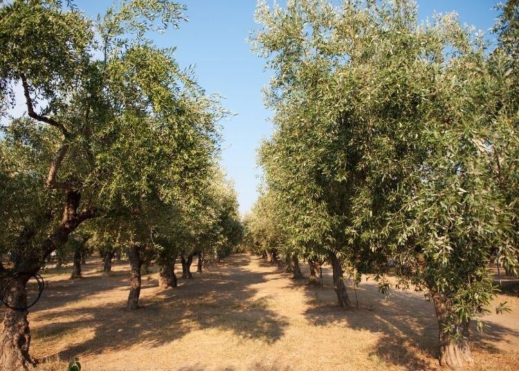 Software Agrícola | Isagri