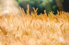 Easy-to-use Agricultural Management Software and Application - Agroptima
